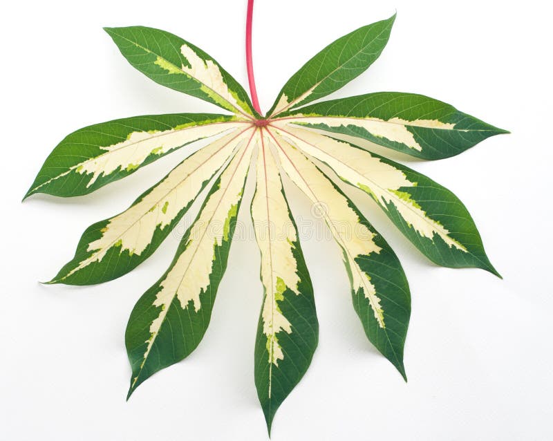 Vorm van blad. stock foto. Image of achtergrond, macro - 19865078