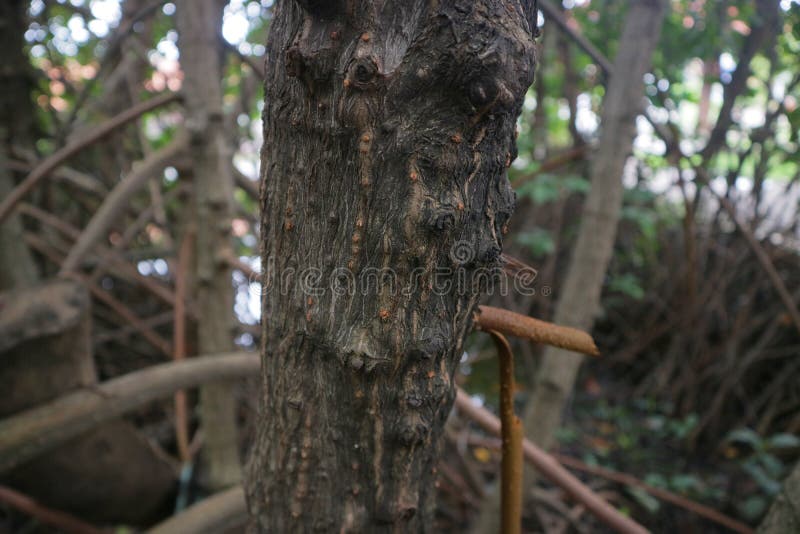 Vorm Van Mangrove Boomstructuur Stock Afbeelding - Image of plantkunde ...