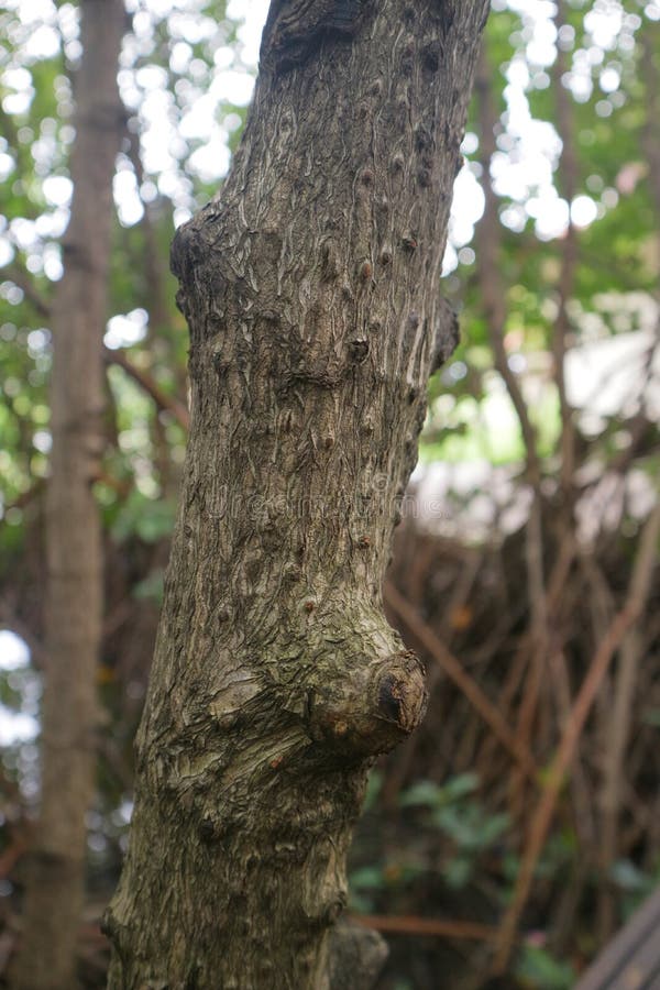 Vorm Van Mangrove Boomstructuur Stock Afbeelding - Image of plantkunde ...