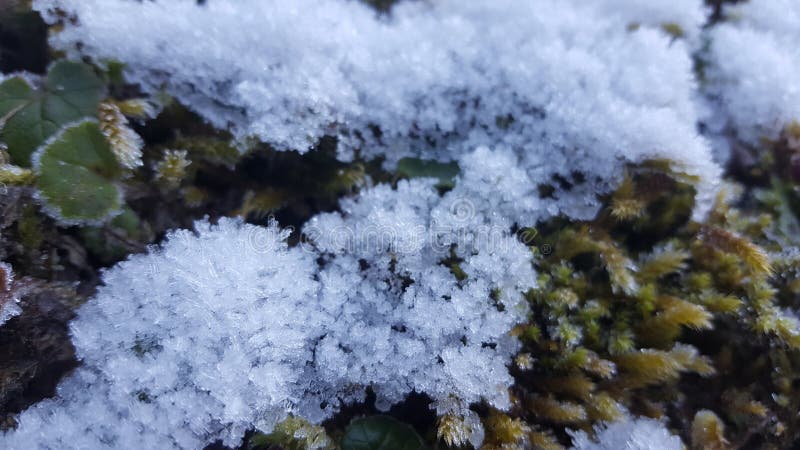 Vorst stock afbeelding. Image of eerst, jaar, vorst - 103506109