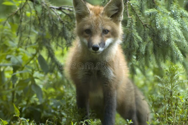 De vos stock foto. Image of poten, verbruining, carnivoor - 1817376