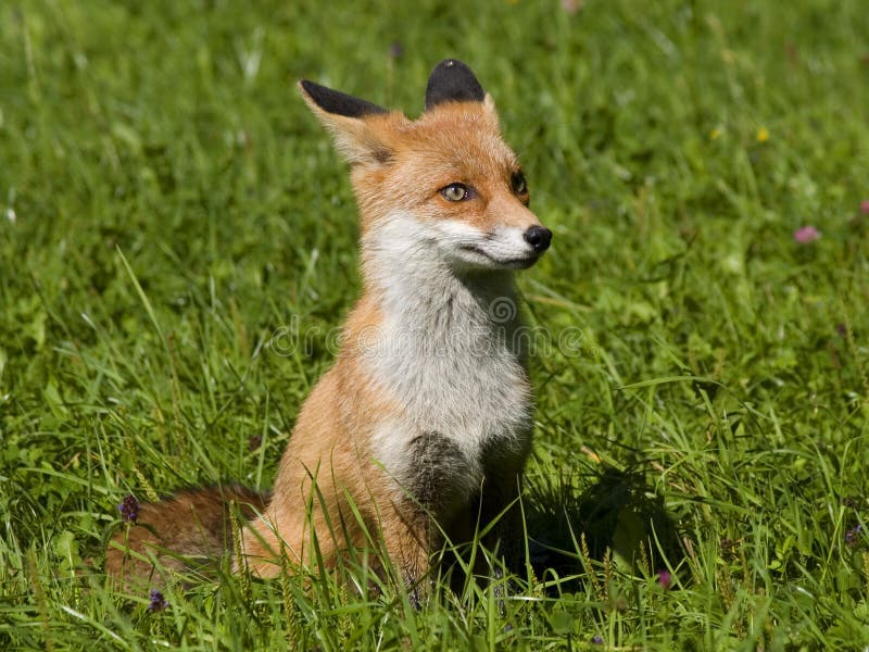 Het Rode Jong Van De Vos Buiten Zijn Hol Stock Foto - Image of ...