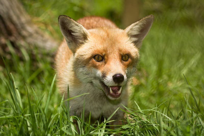 Vos stock afbeelding. Image of roofdier, australië, dier - 12674131