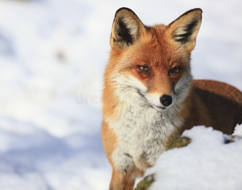 Het Lopen Rode Vos, Vulpes Vulpes, Bij De Sneeuwwinter Stock Foto ...