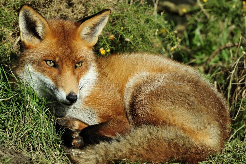 De Welp van de vos stock foto. Afbeelding bestaande uit ogen - 23665960
