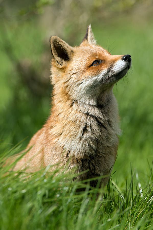 Rode Vos, 1 éénjarige, Die Met Opgeheven Poot Zit Stock Foto - Image of ...