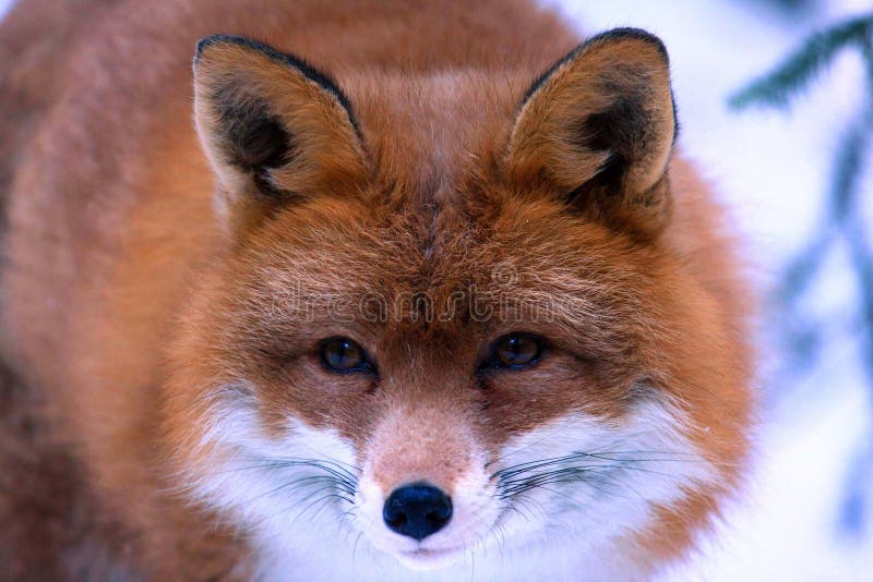 Vos stock afbeelding. Image of dieren, wild, vorst, vossen - 8774227