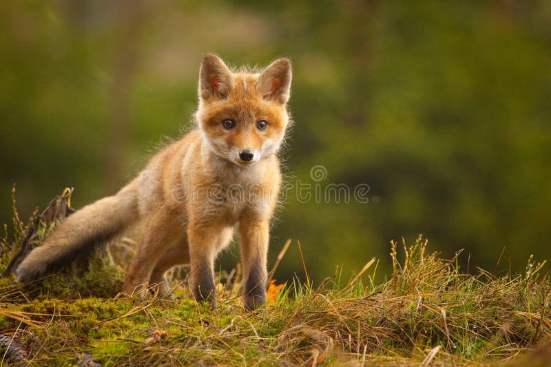 Vos stock foto. Image of zomer, carnivoor, dier, uitrusting - 91007740