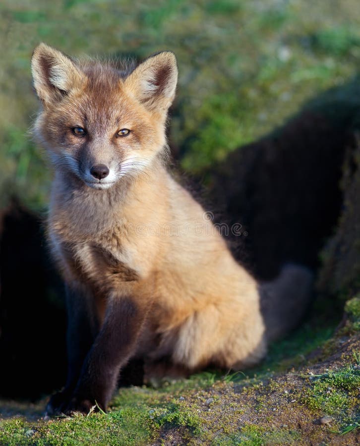 Rode Vos, Vulpes Vulpes, Kleine Jonge Welpen Dichtbij Hol Die ...