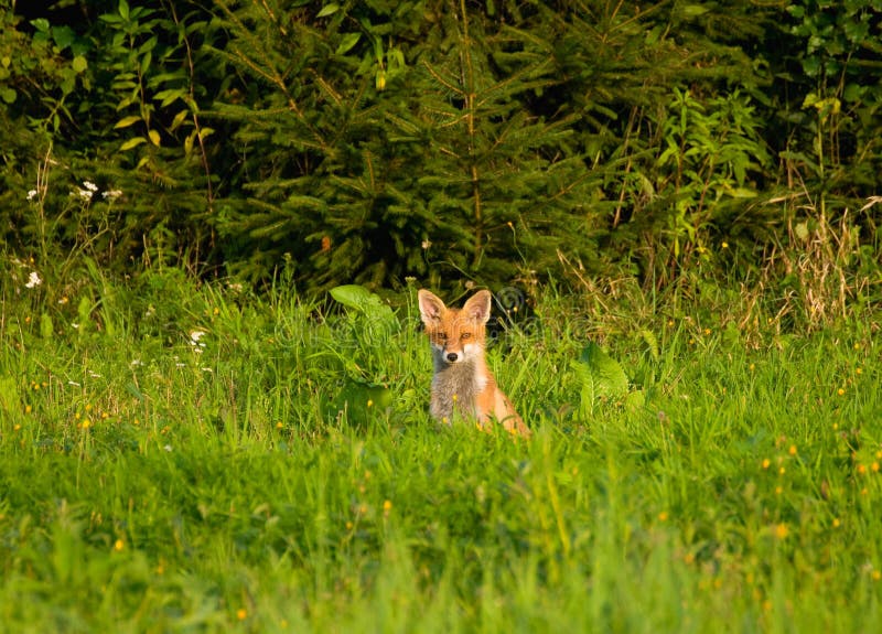 Vos, Rode Vos - Vulpes Vulpes Stock Afbeelding - Image of weide, staart ...