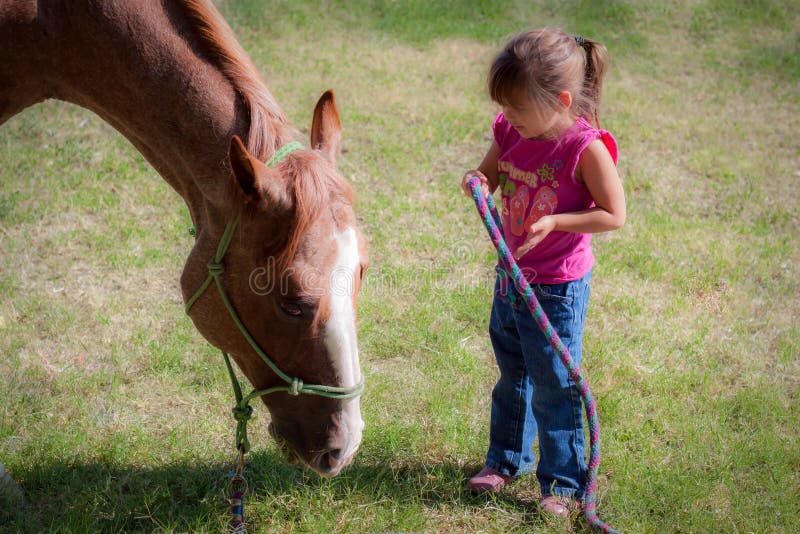 Vragend het Paard waarom stock foto. Image of weid, golfbreker - 37724494