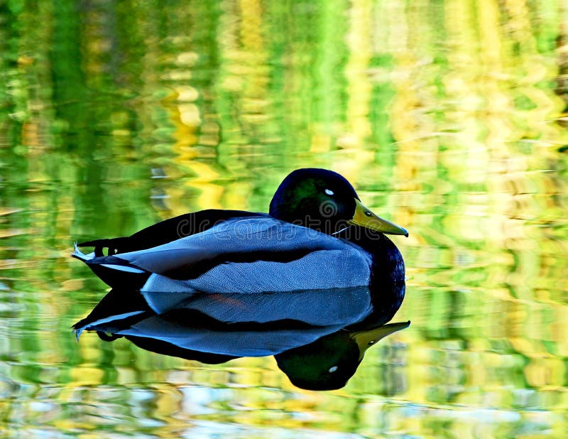 Slapende wilde eendeend stock afbeelding. Image of slaap - 44198185