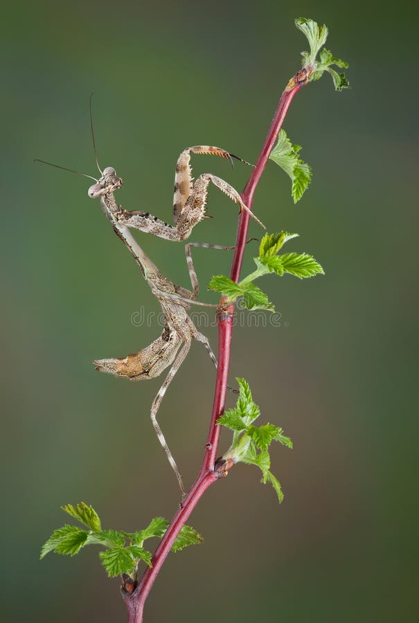 Buitenaardse mantis stock foto. Image of dier, geleedpotige - 24201014