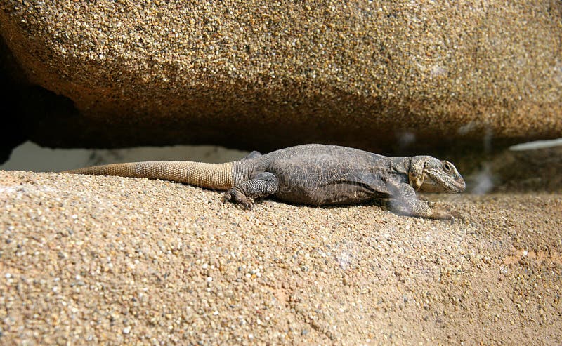 Vreemde hagedis 2 stock afbeelding. Image of terrarium - 1116473