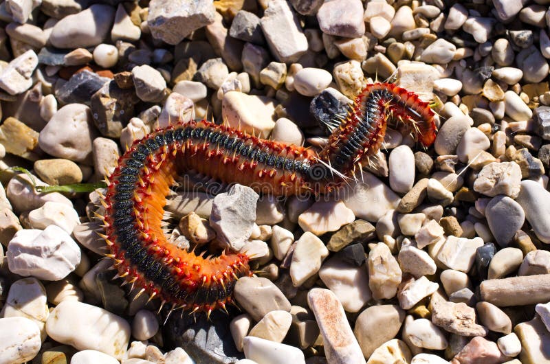 Strandworm stock foto. Image of strand, stranden, benen - 50537542