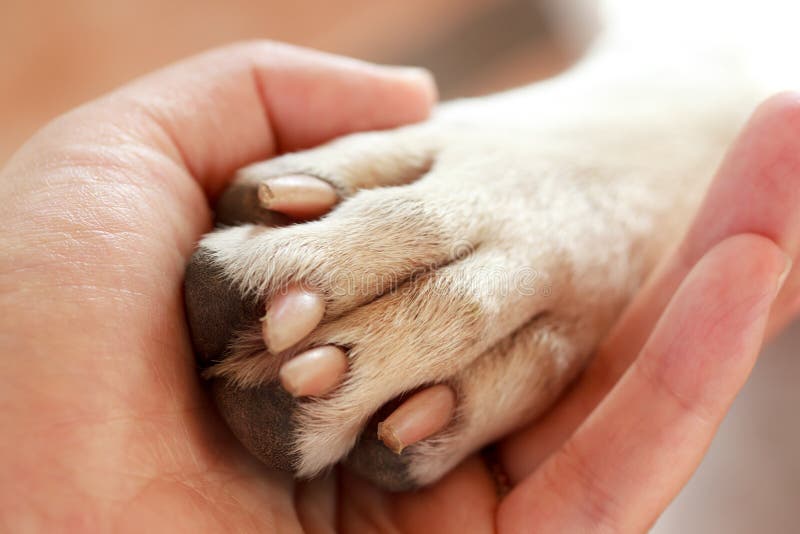 Hond Die Een Hand Schudt Met Een Mens - Concept Van Vriendschap En ...