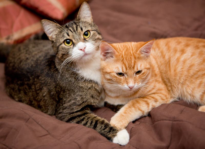 Vriendschap Van De Twee Katten Stock Foto - Image of samenhorigheid ... Vriendschap Van De Twee Katten Stock Foto - Image of samenhorigheid ...