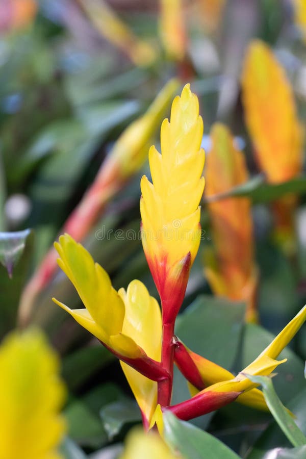 Carly Flower Stock Photos - Free & Royalty-Free Stock Photos from ...