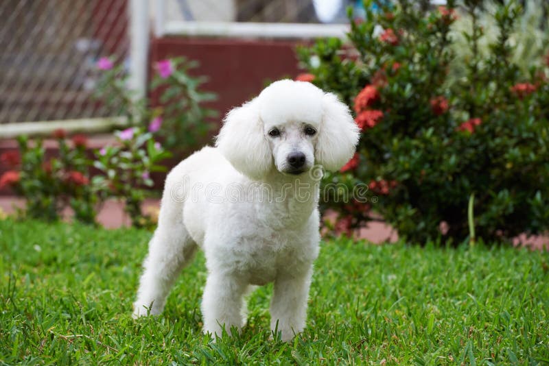 Het Franse Poedel Ontschorsen Op Gras Stock Foto - Image of tanden ...