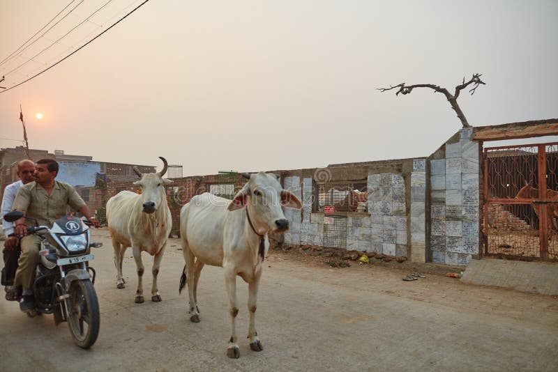 Vrindavan, 22 October 2016: People on the Street, in Vrindavan ...