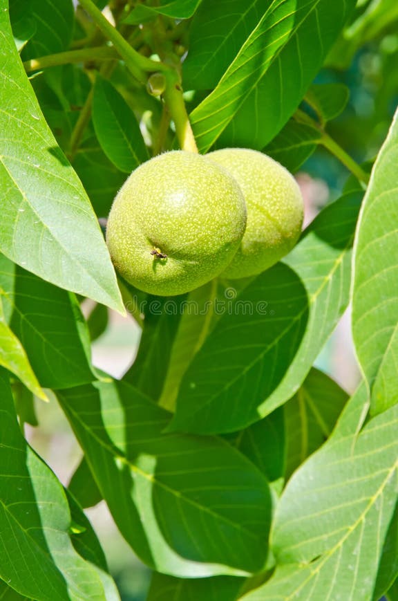 Vroege groene noten stock foto. Image of groen, voedsel - 25353174