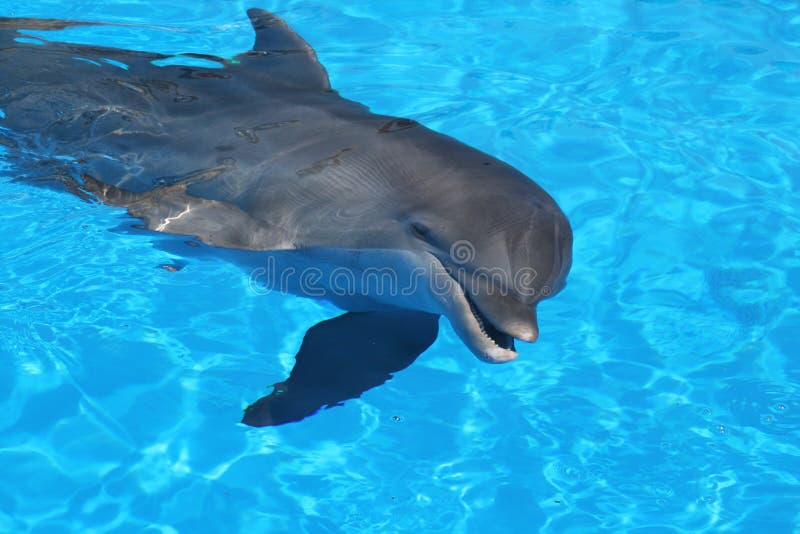 Vrolijke dolfijn stock foto. Image of symbool, intelligentie - 3131806
