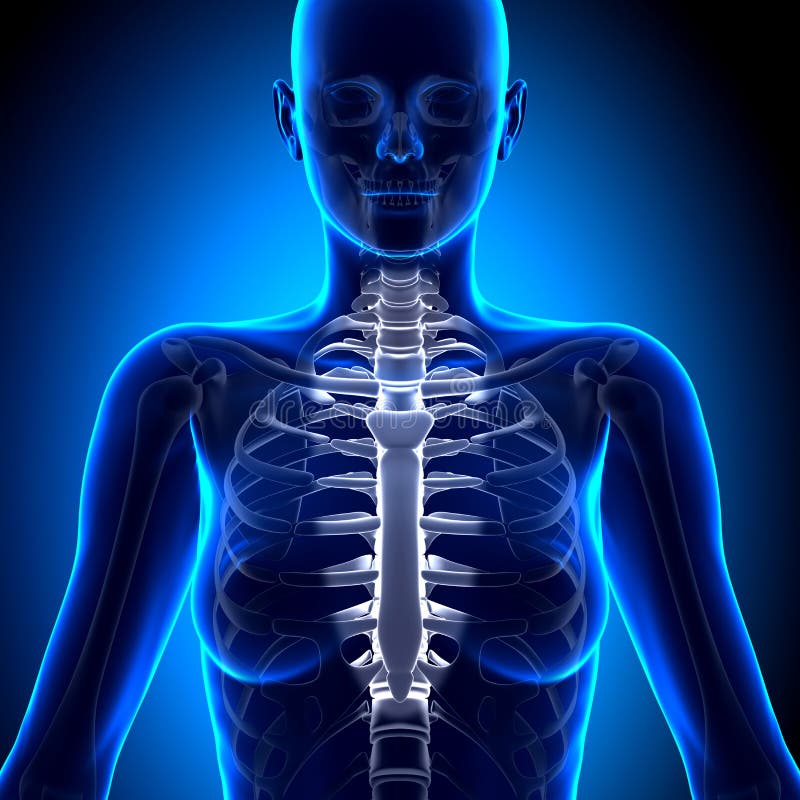 Vrouwelijk Borstbeen - Anatomiebeenderen Stock Illustratie ...