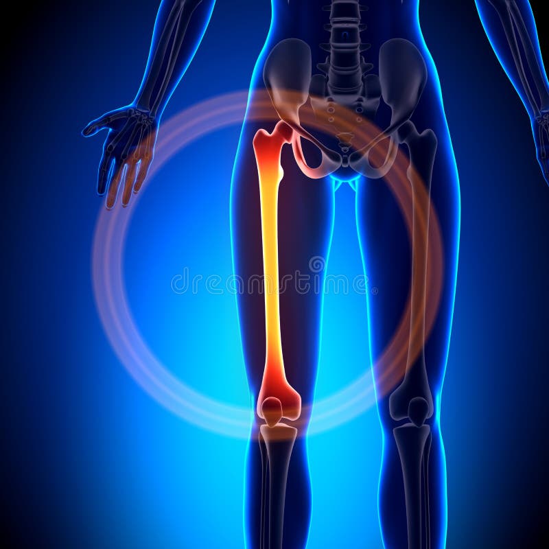 Vrouwelijk Dijbeen - Anatomiebeenderen Stock Illustratie - Illustration ...