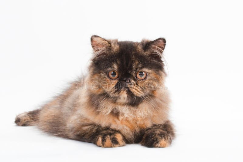 Pers kat, vrouwelijk stock afbeelding. Image of bont, katje - 9324201