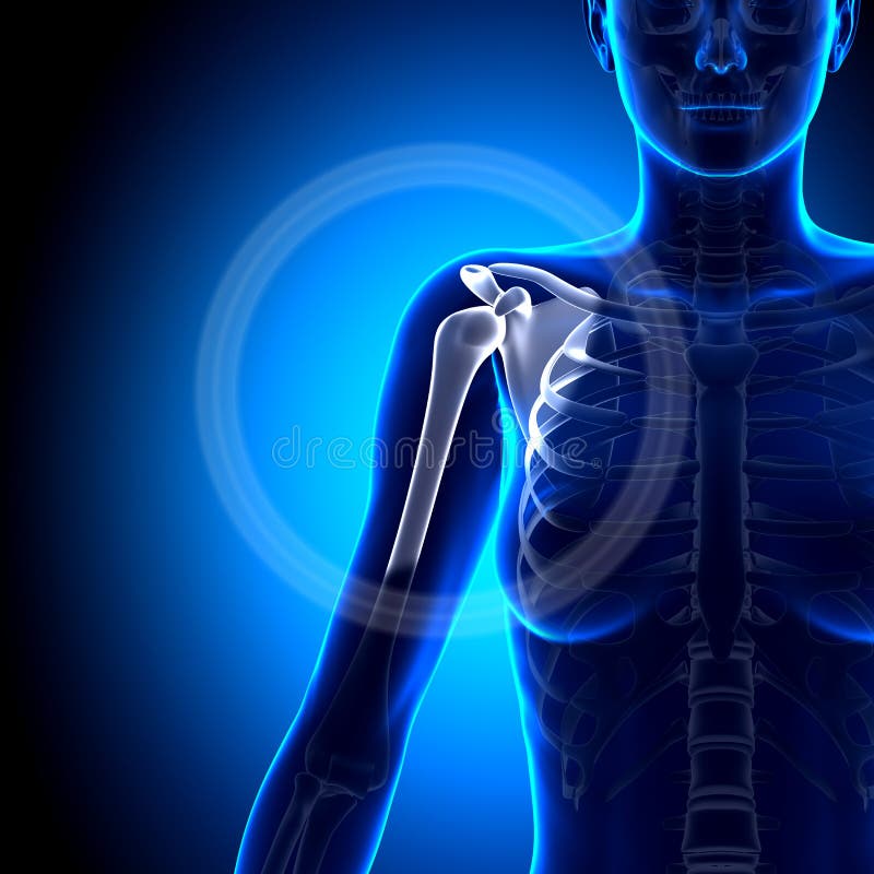 Vrouwelijk Schouder/Schouderblad/Sleutelbeen - Anatomiebeenderen Stock ...