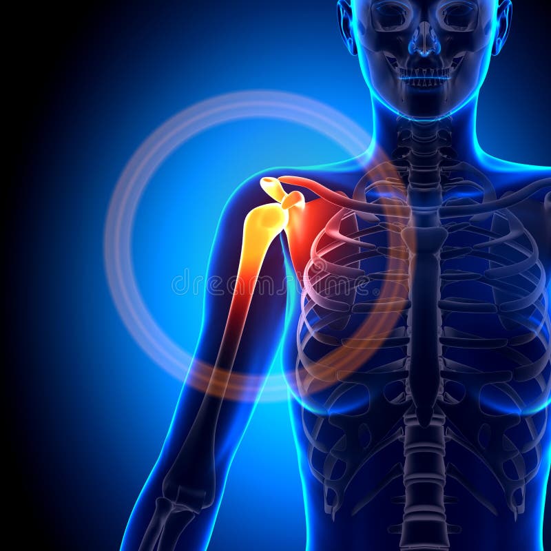 Vrouwelijk Schouder/Schouderblad/Sleutelbeen - Anatomiebeenderen Stock ...