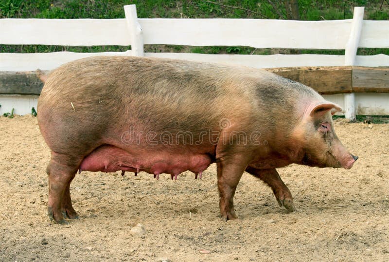 Vrouwelijk Varken stock afbeelding. Afbeelding bestaande uit zeug ...