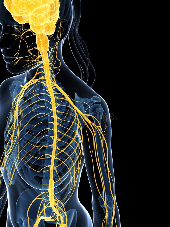 Vrouwelijk zenuwstelsel stock illustratie. Illustration of gezondheid ...
