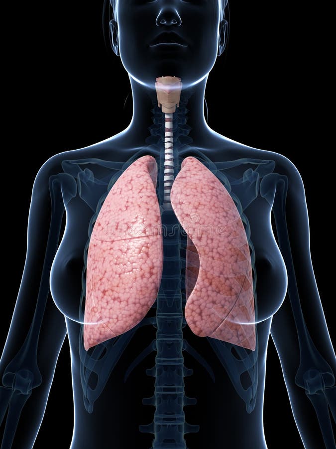 Vrouwelijke Anatomie - Long Stock Illustratie - Illustration of wijfje ...