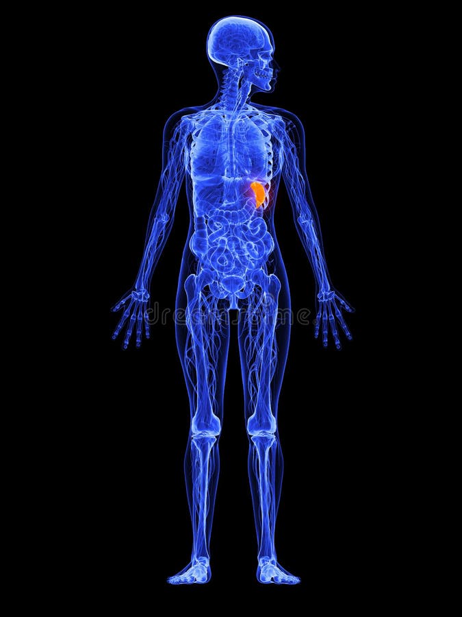 Vrouwelijke Anatomie - Milt Stock Illustratie - Illustration of ...