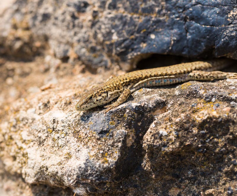 Het Mannelijke Catalaanse Portret Van De Muurhagedis Stock Foto - Image ...
