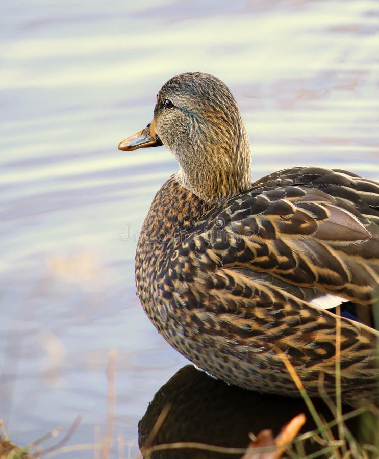 Vrouwelijke Eend stock afbeelding. Image of dier, kleur - 38174655