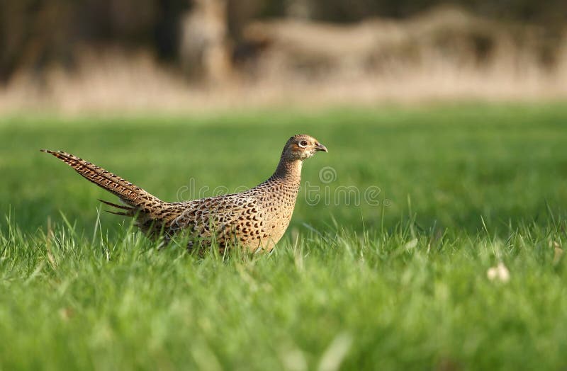 Vrouwelijke Fazant stock foto. Image of spruit, veer - 40351124