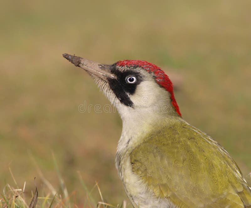 Vrouwelijke Groene Specht (Picus-viridis) Stock Afbeelding - Image of ...