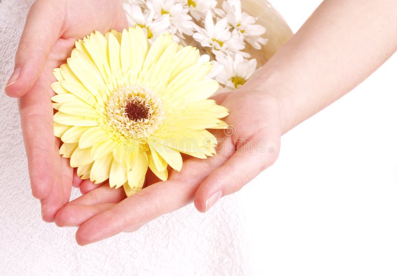 Vrouwelijke Handen En Gele Gerber Stock Afbeelding - Image of geel ...
