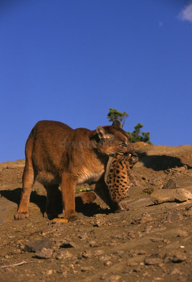 Vrouwelijke Het Dragen Van De Poema Welp Stock Afbeelding - Image of ...