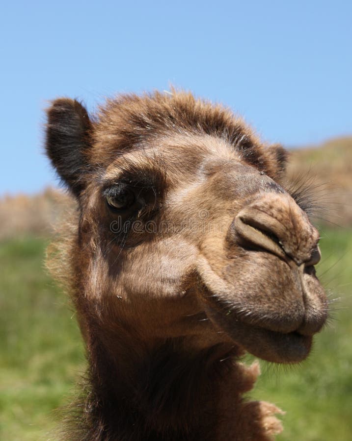 Vrouwelijke Kameel stock afbeelding. Image of heet, insect - 15090411