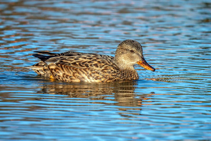 Vrouwelijke Krakeend - Anastrepera, Onbeweeglijk Op Water Stock ...