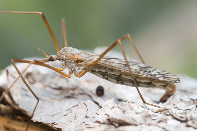 Crane Fly, Tipulidae Family, Agumbe, Karnataka, India Stock Afbeelding ...