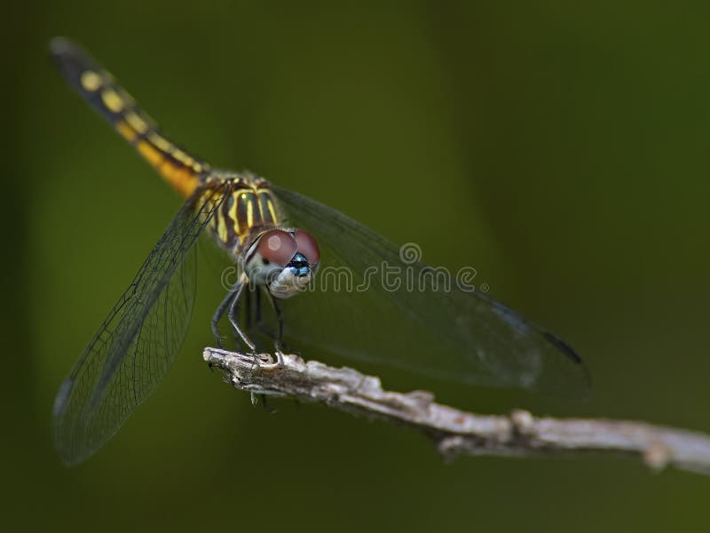 Libel Blauwe Dasher stock foto. Image of dier, vlieg - 26401806