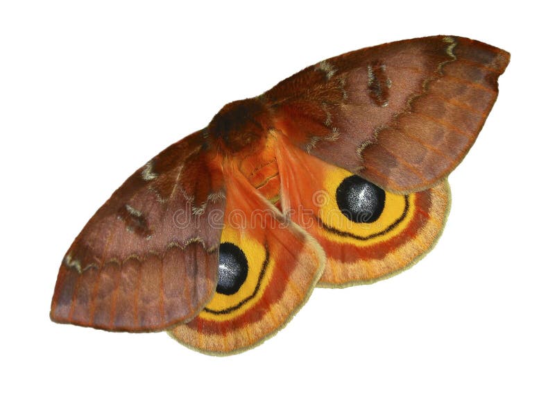 De Suraka-Zijdemot (Antherina-suraka) in Ranomafana Nationaal P Stock ...