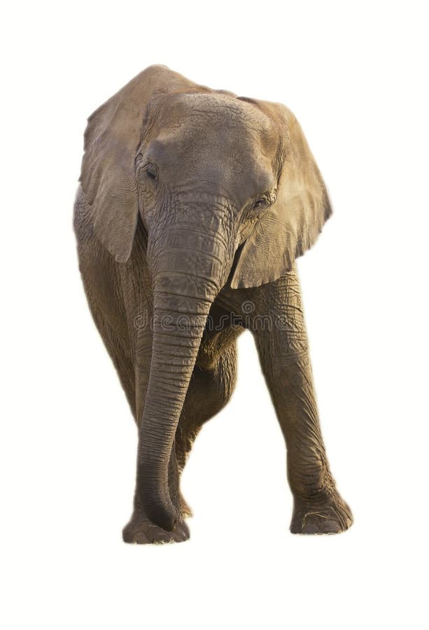 Vrouwelijke olifant op wit stock afbeelding. Image of wijfje - 23660357