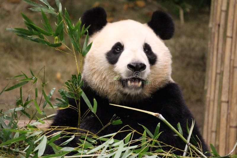 Vrouwelijke Panda in Everland, Korea Stock Foto - Image of panda, korea ...