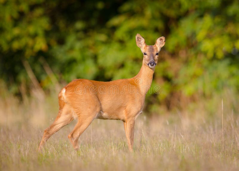 Vrouwelijke Reeën stock foto. Afbeelding bestaande uit openlucht ...