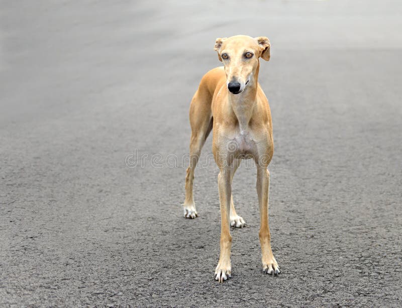 Spaanse Galgo-teef stock foto. Image of park, dier, stellen - 36423560